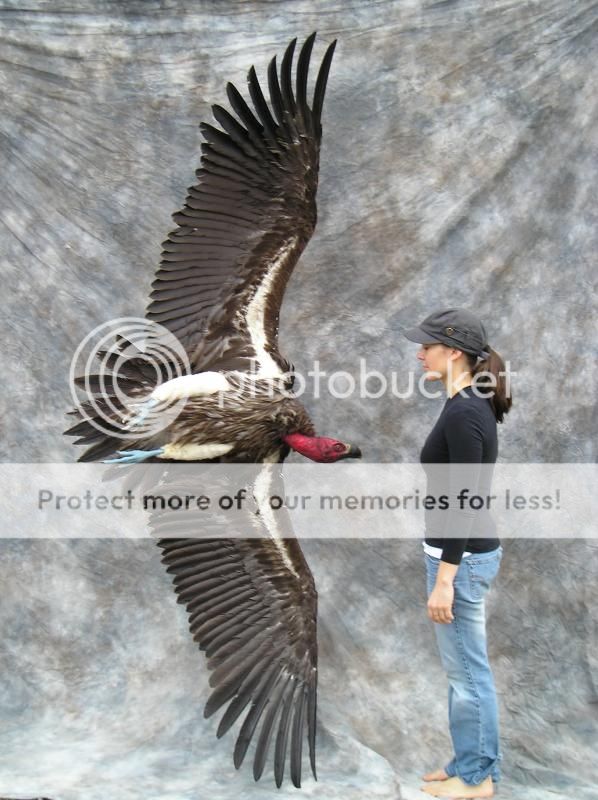 Vulture pins down Jackal and eats it alive : r/natureismetal