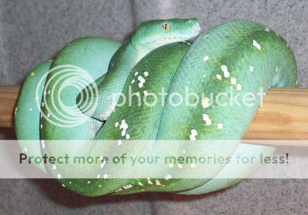 Green Tree Python Color Change | Chameleon Forums