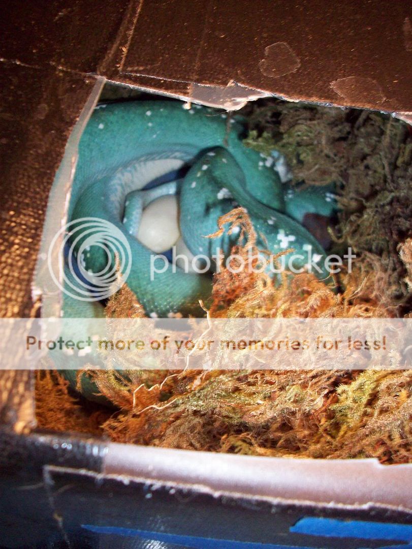 Green Tree Python Color Change | Chameleon Forums