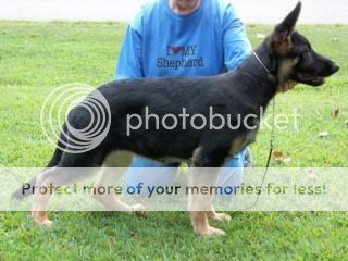 Please critique my puppy's structure - ASL | German Shepherds Forum