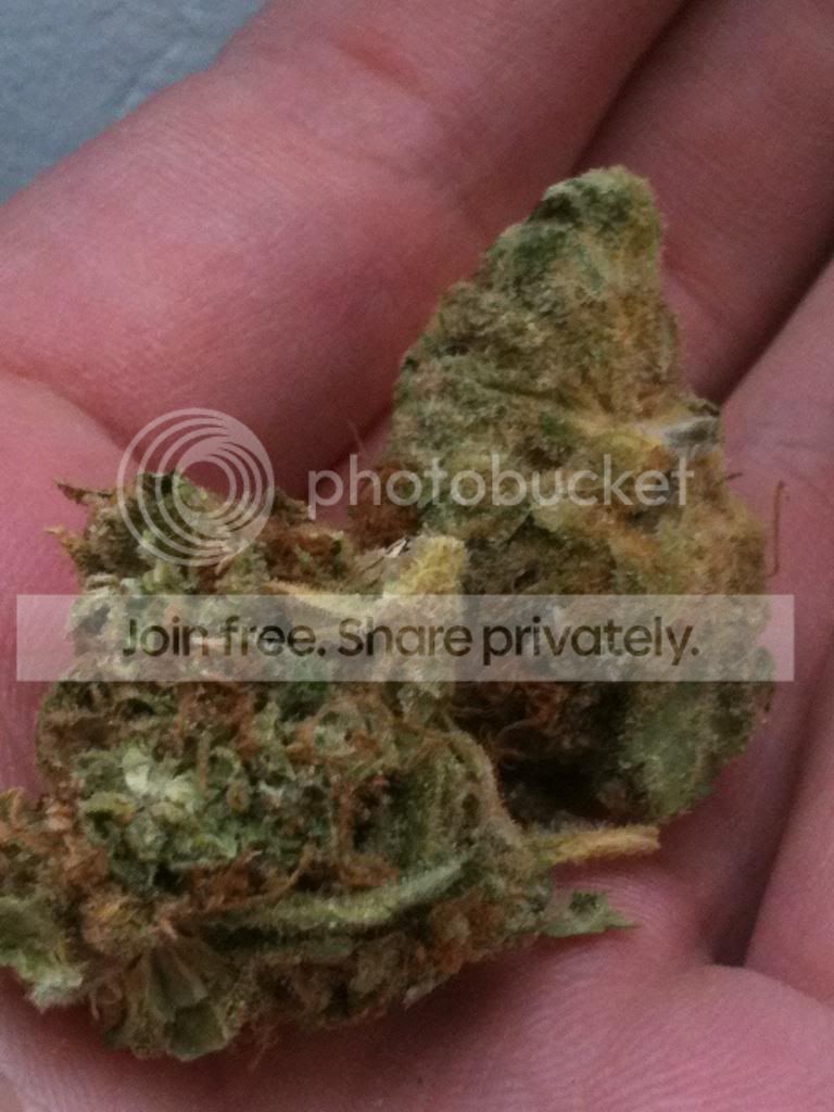 More dank pickups (Blue cheese, G13, Lemon cake, LA Confidential ...