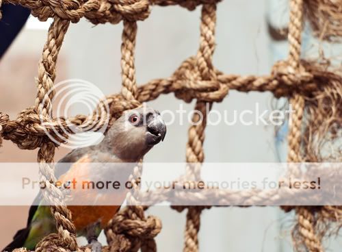 Climbing Nets, can I see yours :) | Avian Avenue Parrot Forum