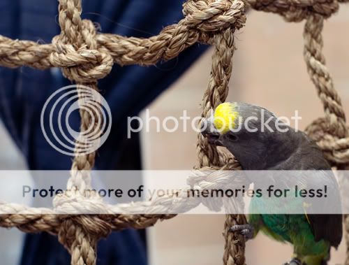 Climbing Nets, can I see yours :) | Avian Avenue Parrot Forum