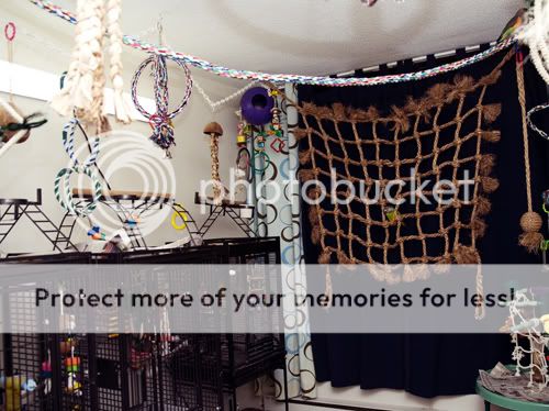 Bird Room Set-Ups? | Avian Avenue Parrot Forum