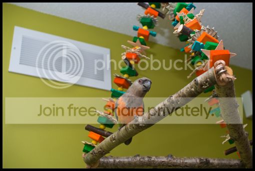 Hanging play gyms? | Avian Avenue Parrot Forum