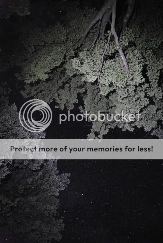 lyra, andromeda and a tree canopy, neat - Beginning Deep Sky Imaging ...