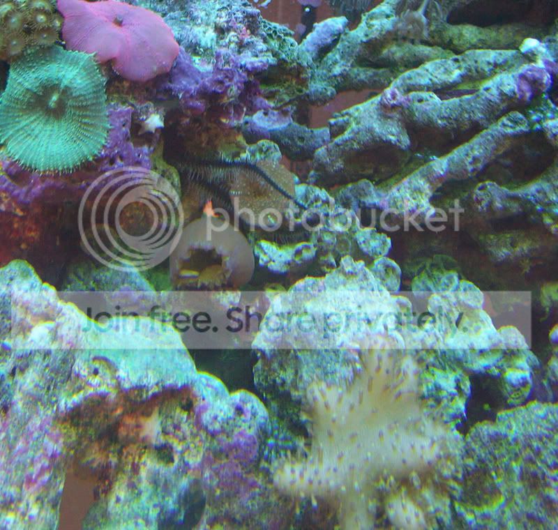 Inside out mushroom | Michigan Reefers