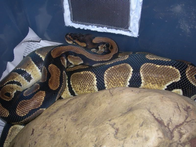 for beginners normal royal/ball python pictures | Reptile Forums