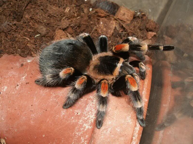 Tarantula pics! | Reptile Forums