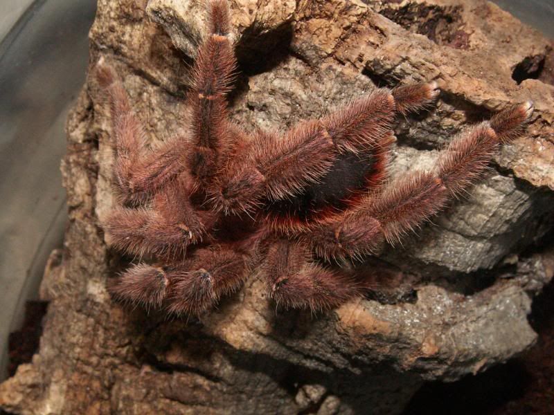 Tarantula pics! | Reptile Forums