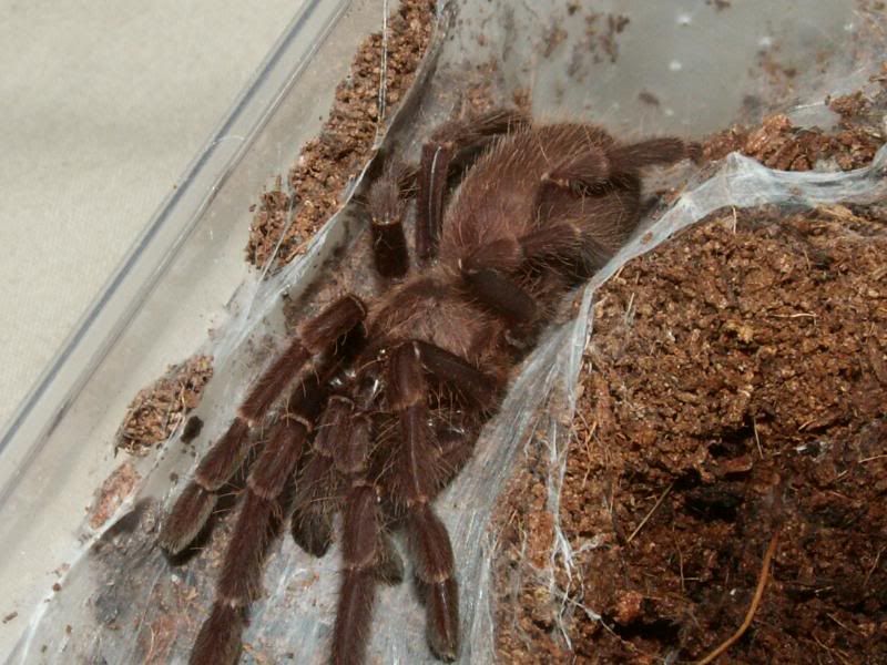 Tarantula pics! | Reptile Forums