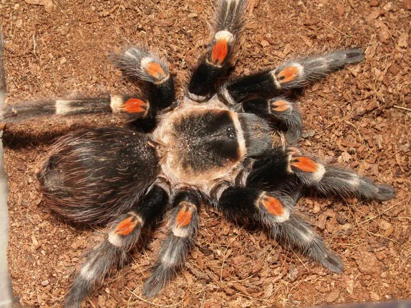 Tarantula pics! | Reptile Forums