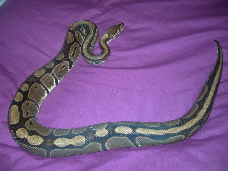 for beginners normal royal/ball python pictures | Reptile Forums