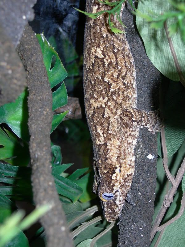 SE England - Stunning breeding size female gargoyle gecko | Reptile Forums