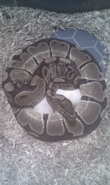 for beginners normal royal/ball python pictures | Reptile Forums
